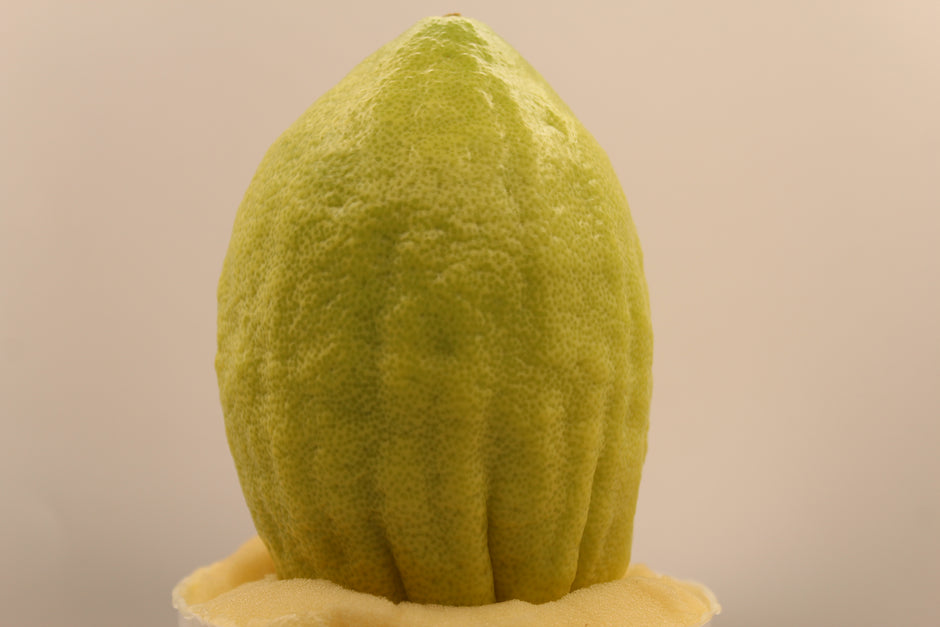 Choose your own Esrog online – GotEtrog.com