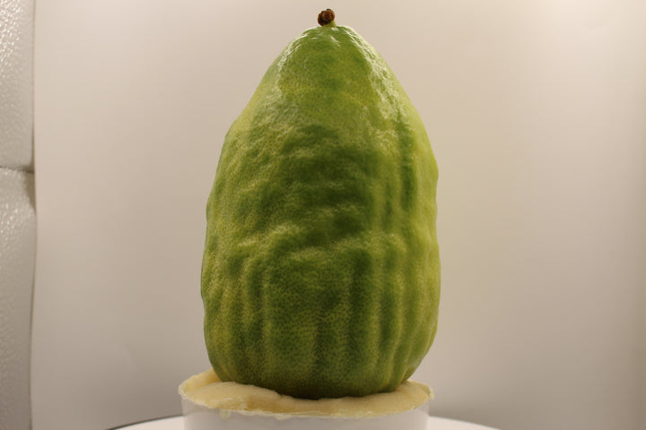 Choose your own Esrog online – GotEtrog.com