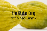 Etrog | Lulav | Etrog and Lulav | Lulav and Esrog, Gotetrog.com ...